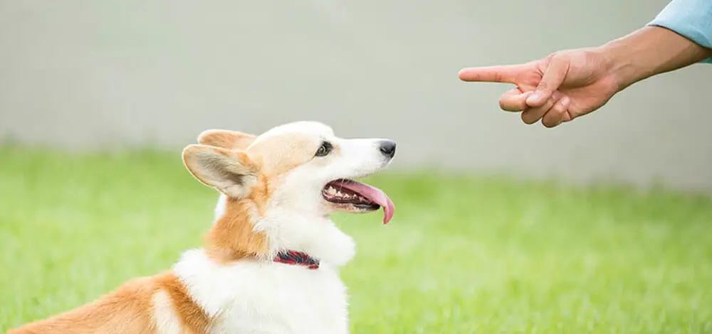 How to Get Your Dog to Respect You as the Alpha [15 Effective Ways]