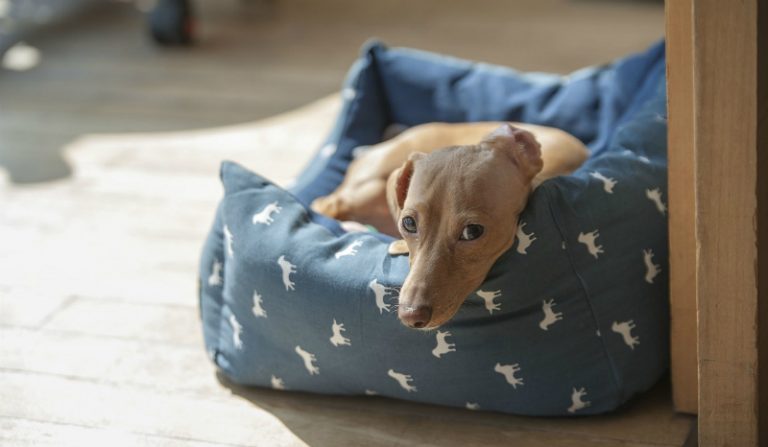 How to Get Your Dog to Respect You as the Alpha [15 Effective Ways]