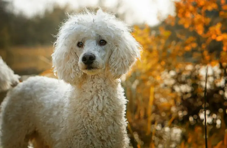 12 Smartest Large Dog Breeds That You Can Own!