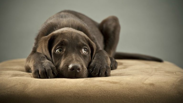 Why is My Dog Freaking Out For No Reason? Panic Attacks in Canines