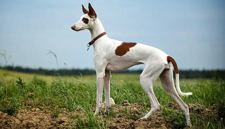 What is a Sighthound Dog? 10 Breeds to Consider