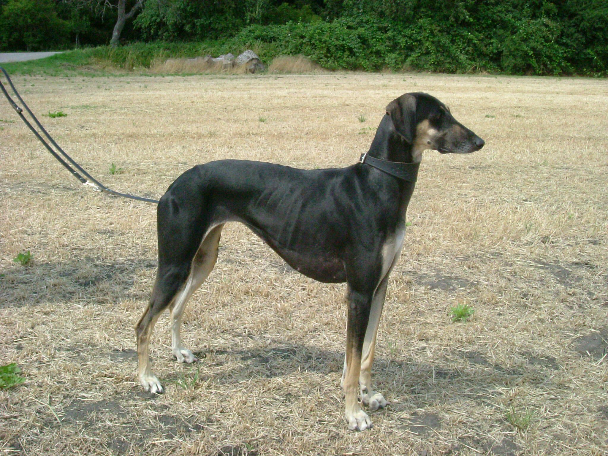 What is a Sighthound Dog? 10 Breeds to Consider