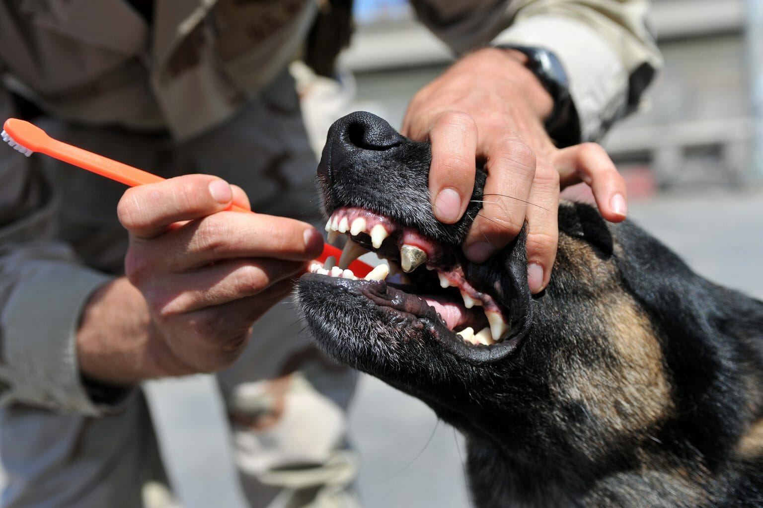 Dog Teeth Tartar and Plaque Removal [Dental Care 101]