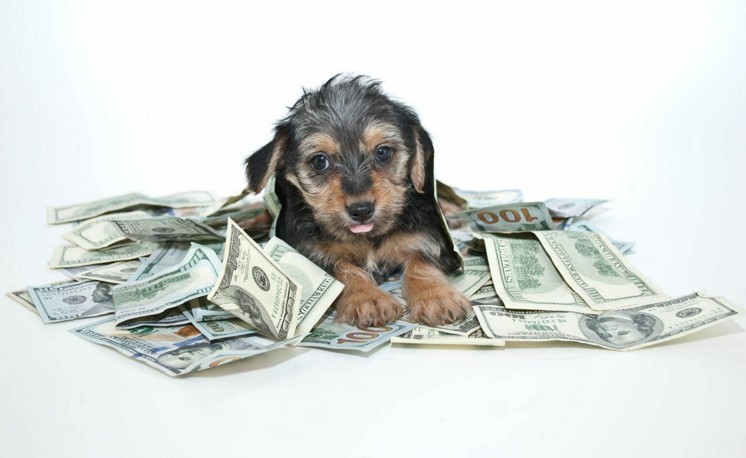 How Much is it to Take Care of a Dog? The Cost of Dog Ownership