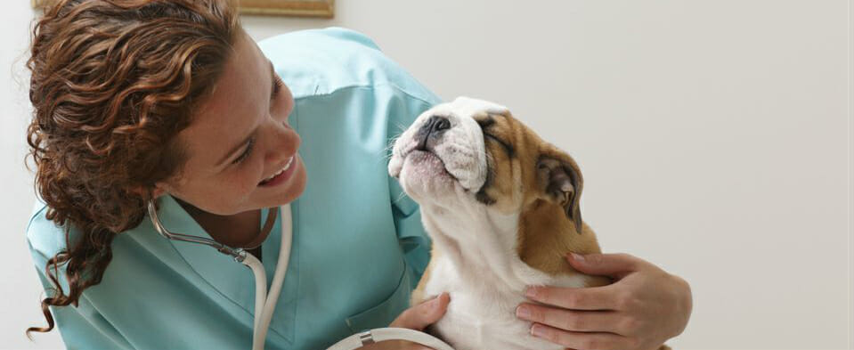 How to Calm Your Dog at the Vet – A Help Guide for Pet Owners