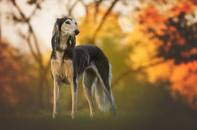 What is a Sighthound Dog? 10 Breeds to Consider