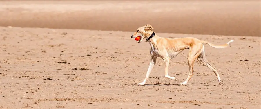 What is a Sighthound Dog? 10 Breeds to Consider