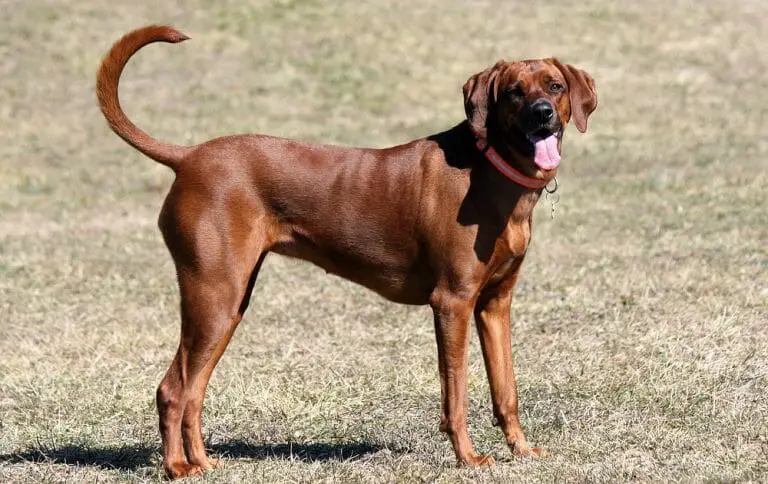 Coonhound vs Bloodhound: Which One Should You Get? - Best Protection Dogs