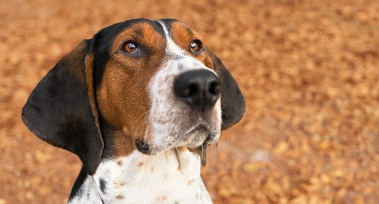 Coonhound vs Bloodhound: Which One Should You Get? - Best Protection Dogs