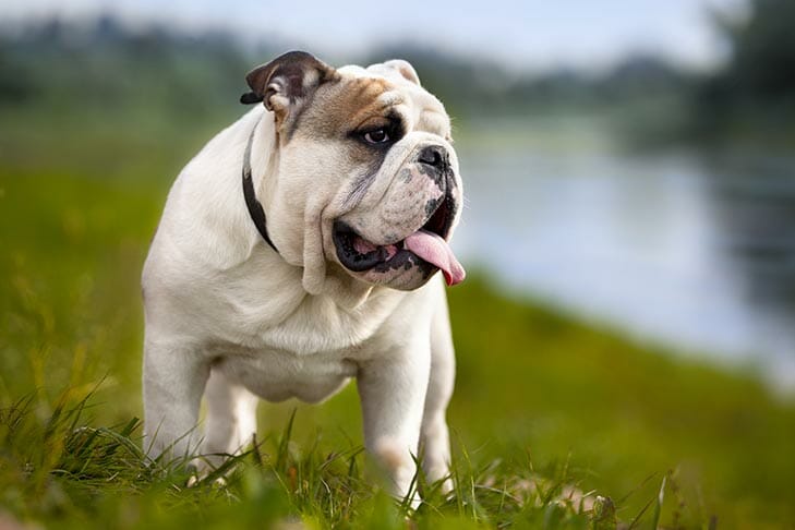 19 Best Medium Sized Low Energy Dogs (2022) - Best Protection Dogs 19 Best Medium Sized Low Energy Dogs (2022) - Best Protection Dogs