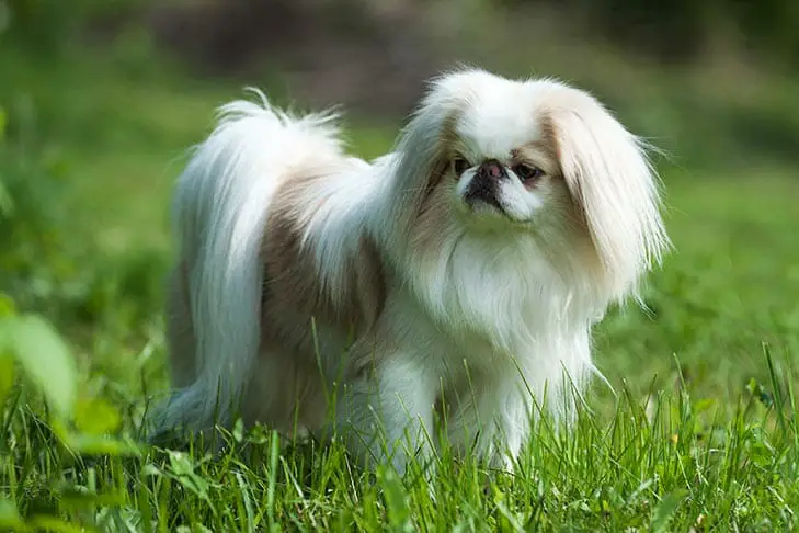 19 Best Medium Sized Low Energy Dogs (2022) - Best Protection Dogs 19 Best Medium Sized Low Energy Dogs (2022) - Best Protection Dogs