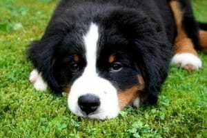 19 Best Medium Sized Low Energy Dogs (2022) - Best Protection Dogs