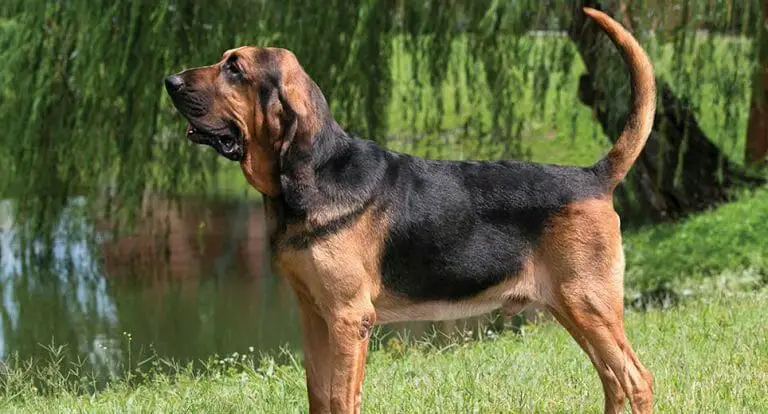 Coonhound vs Bloodhound: Which One Should You Get? - Best Protection Dogs