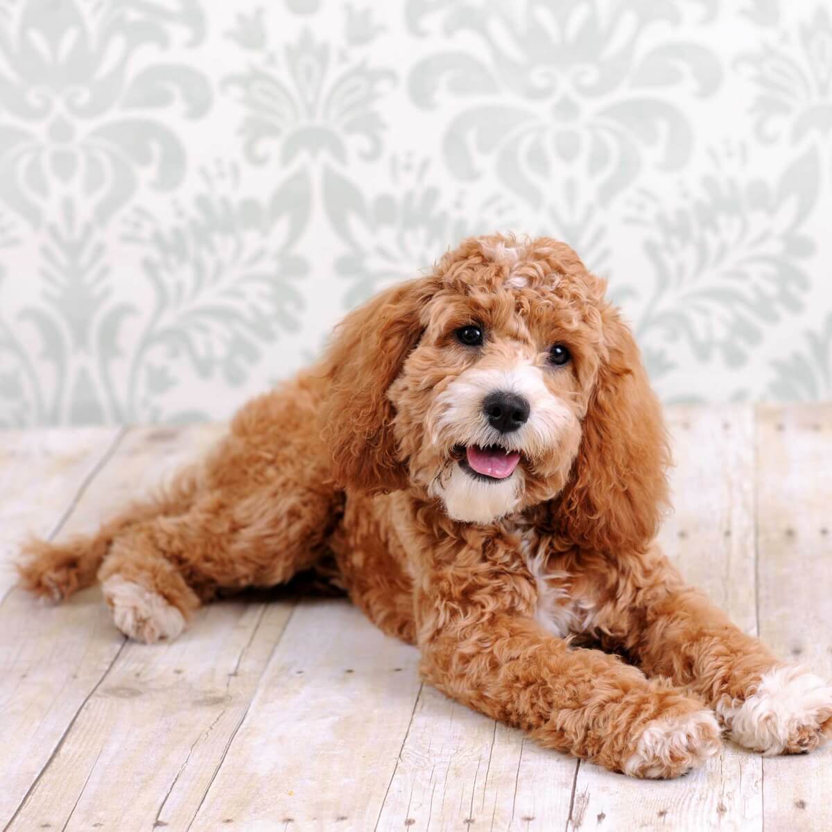 Is Cockapoo Hypoallergenic? All You Need to Know About Cockapoo Dogs ...