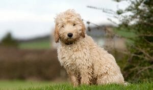 Is Cockapoo Hypoallergenic? All You Need to Know About Cockapoo Dogs ...