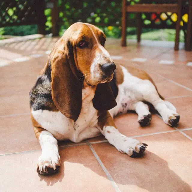 19 Best Medium Sized Low Energy Dogs (2022) - Best Protection Dogs 19 Best Medium Sized Low Energy Dogs (2022) - Best Protection Dogs