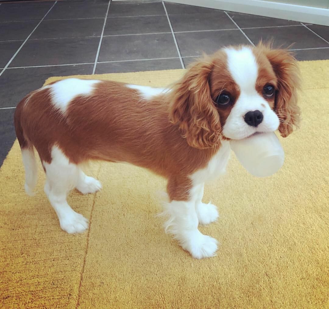 19 Best Medium Sized Low Energy Dogs (2022) - Best Protection Dogs