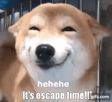 Why Does My Dog Keep Escaping? Here are the Possible Reasons