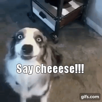 Best Dog Camera for Home Use – Top 5 Editor's Picks