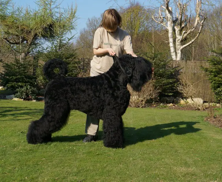 17 Amazing Big Black Furry Dog Breeds (2022) - Best Protection Dogs