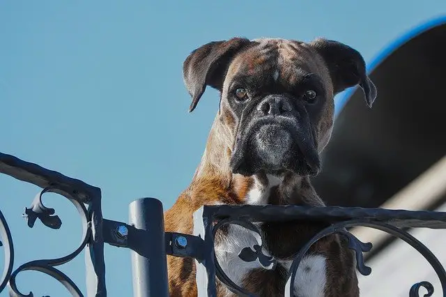 Do Boxers Make Good Guard Dogs? Boxers Guide 2020! - Best Protection Dogs