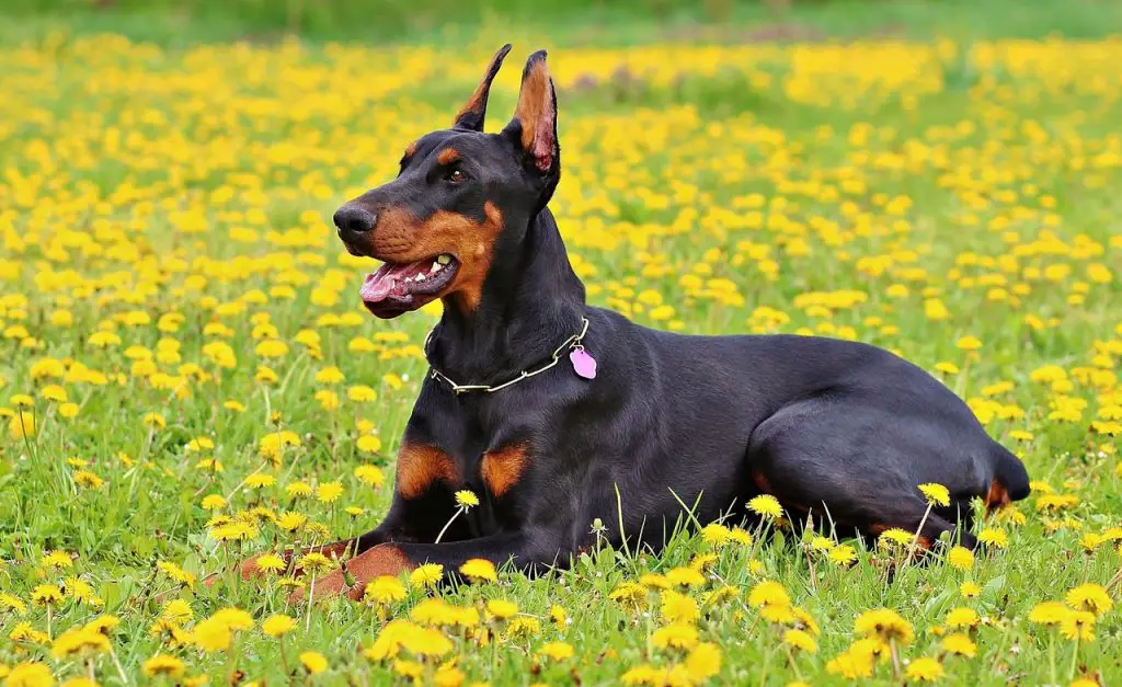 10 Best Guard Dogs for Kids – Friendly but Protective Breeds! 10 Best Guard Dogs for Kids – Friendly but Protective Breeds!