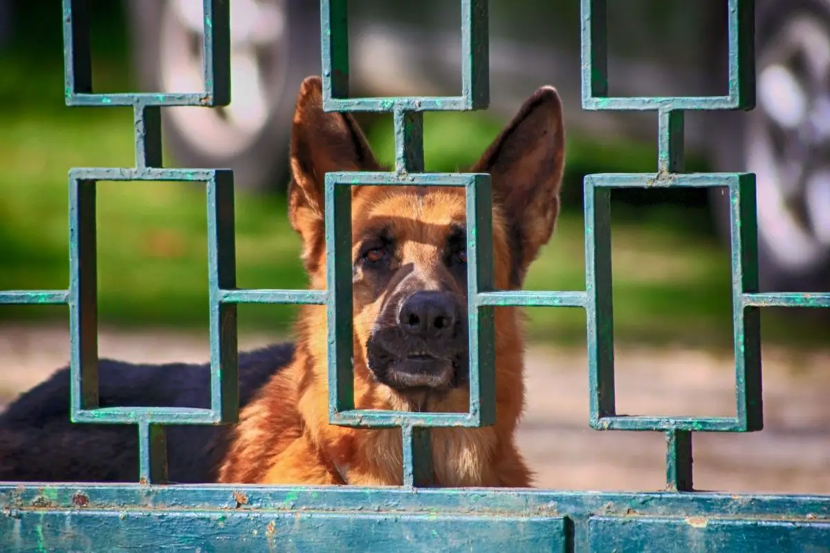 Are German Shepherds Good Guard Dogs? - Best Protection Dogs