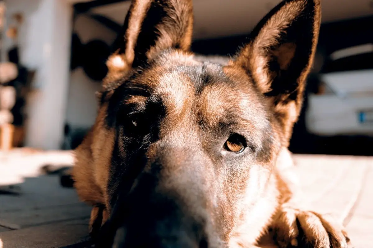 Are German Shepherds Smart? - Best Protection Dogs