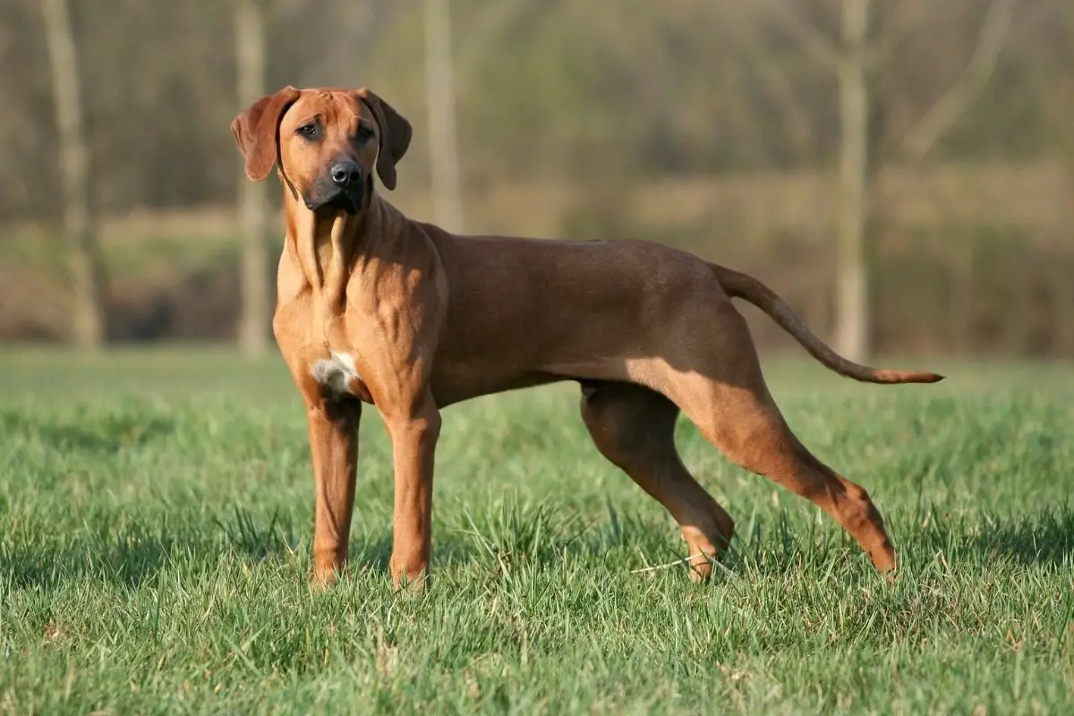 Does A Rhodesian Ridgeback Shed? - Best Protection Dogs